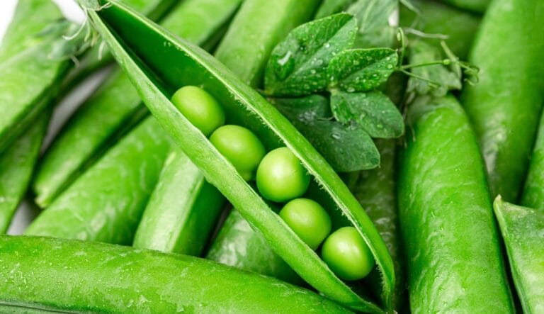 Vegetais Verdes: ricos em benefícios para a saúde