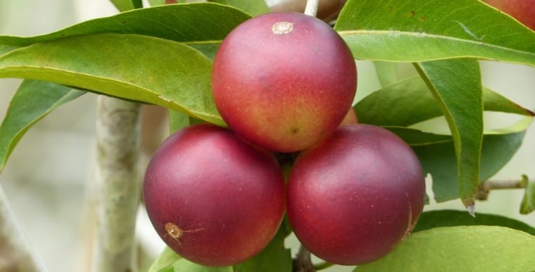 Camu-camu: a fruta que mais tem vitamina C no mundo, combate o câncer