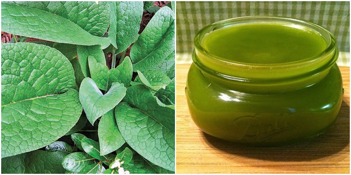 Pomada de confrei, um santo remédio para tratare e aliviar dores e feridas