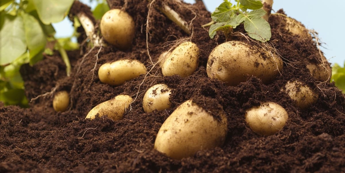 Cultive você mesma suas batatas em casa, sem agrotóxicos e orgânicas