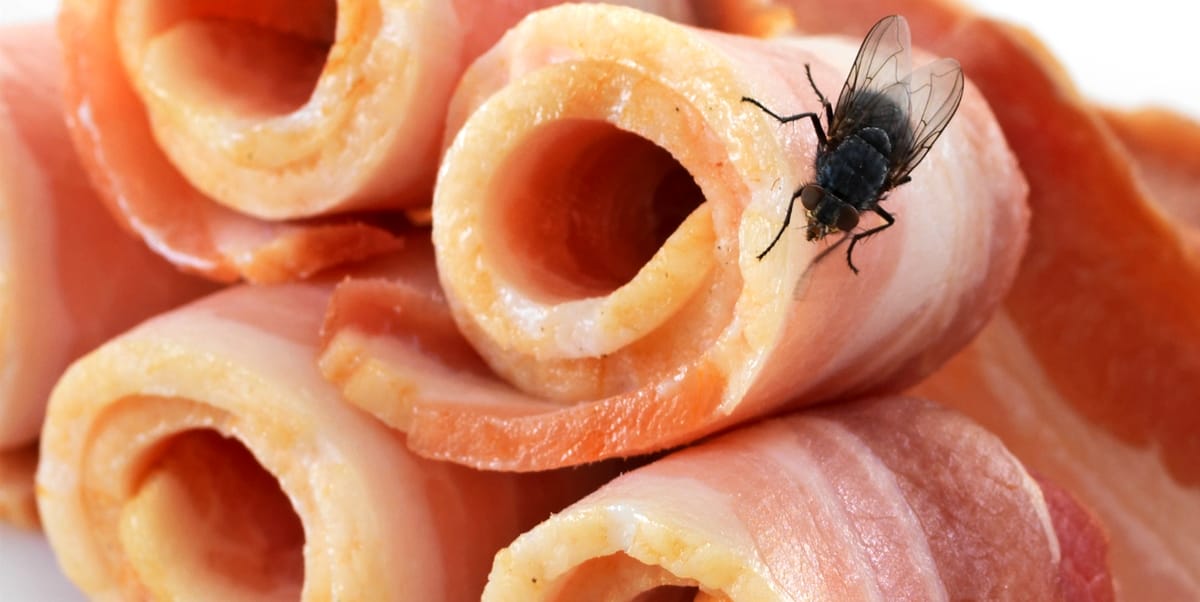 Incrível truque elimina todas as moscas da cozinha, uma maravilha